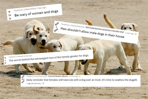 Dogpill Meme By Bobbojenkins Memedroid