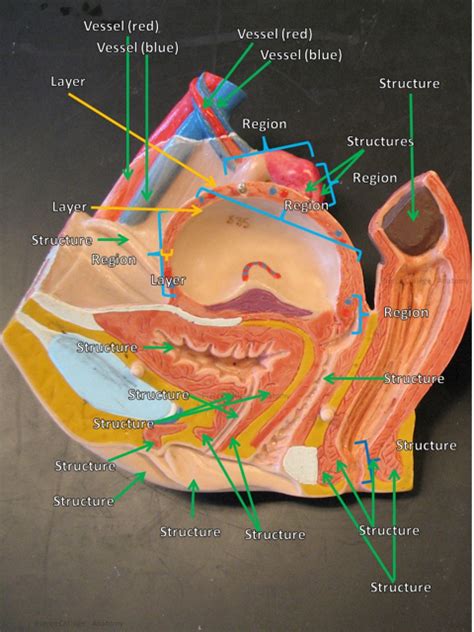 Ap Lab Ii Female Reproductive 2 Diagram Quizlet