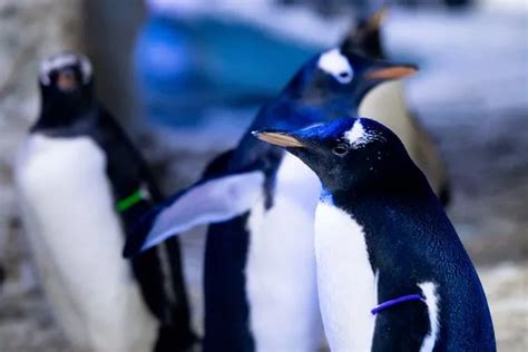 Same Sex Penguin Couple Raise First Ever ‘gender Neutral Chick At Same Sex Penguin Couple Raise First Ever ‘gender Neutral Chick At