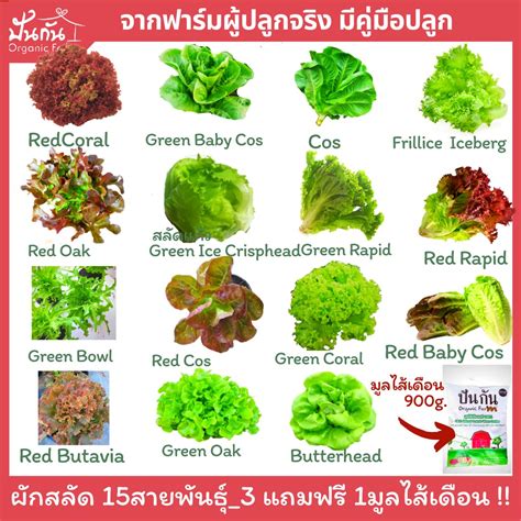 [2แถม1] เมล็ดพันธุ์ ผักสลัดอินทรีย์ 70เมล็ด ซอง 15ชนิด [2ซอง แถมฟรี มูล