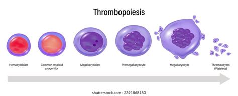Megakaryocyte Diagram