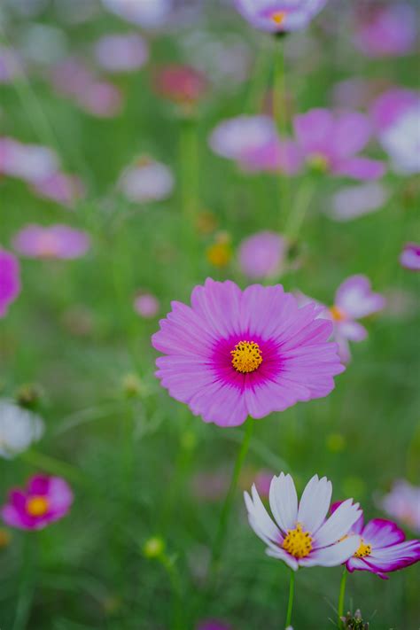 คลังภาพถ่ายฟรีของ Coneflower กลางแจ้ง กลีบดอก การจัดดอกไม้ การตกแต่งบ้าน การตกแต่งภายนอก