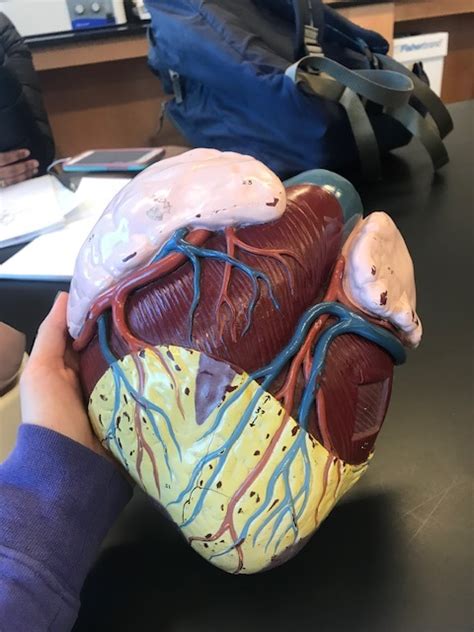 Exercise 2 Heart Model 1 Diagram Quizlet