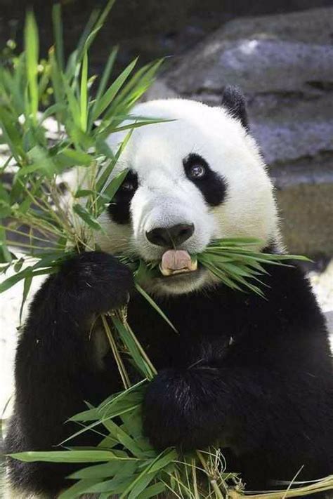 5 ფაქტი პანდების შესახებ Feedc