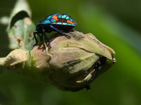 Tectocoris Diophthalmus Hibiscus Harlequin Bug Ausemade