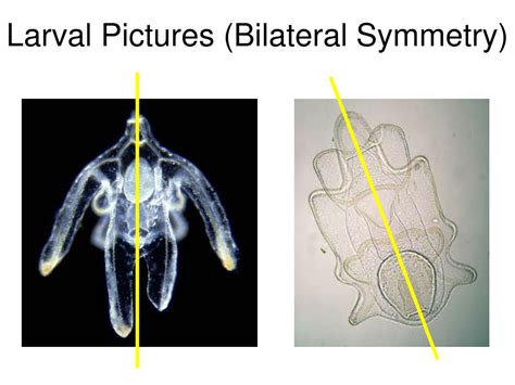 Ppt Echinoderms Powerpoint Presentation Free Download Id 1804871