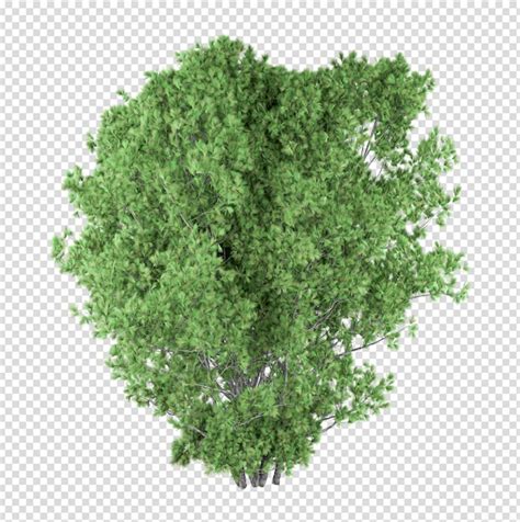 Premium PSD Tree Isolated