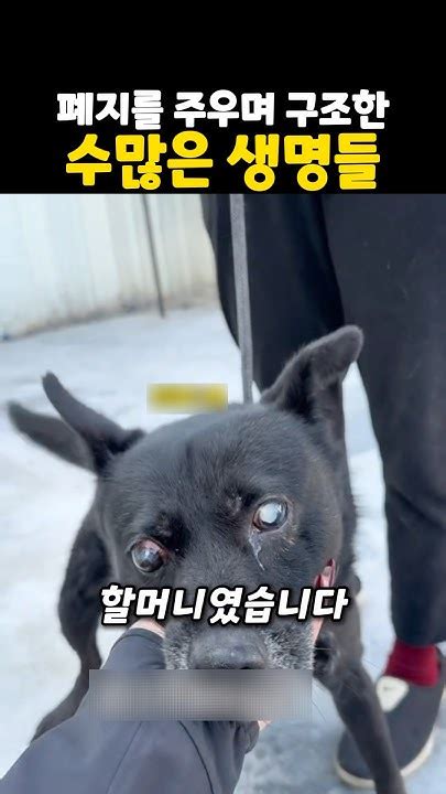 폐지를 주우며 구한 수많은 생명들 Youtube