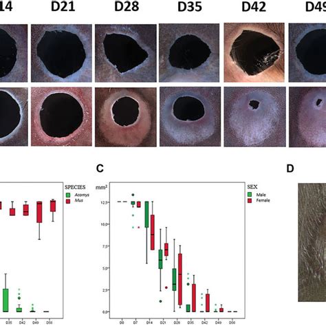 Illustration Of The Anatomy Of The Retroauricular Area Download Scientific Diagram