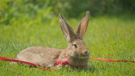 A Rabbit Wearing A Red Harness Lies On Green Grass Relaxing Outdoors