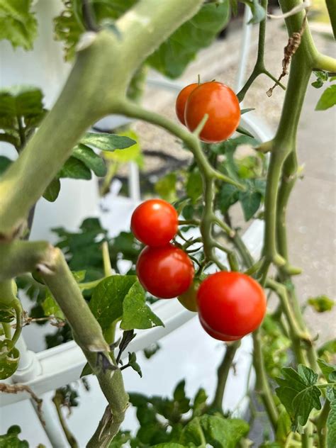 Tiny Tim Tomatoes Etsy