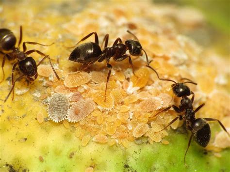 Ant Farms And Formicarium Kits Lasius Niger Black Garden Ant