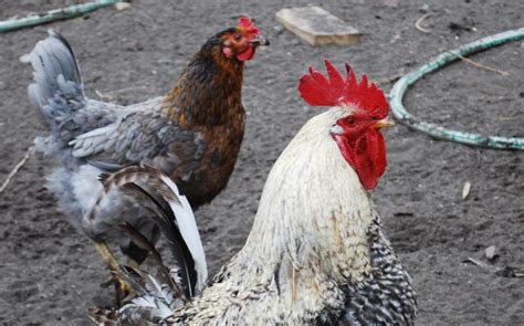 Gallus Gallus Domesticus Gallipedia