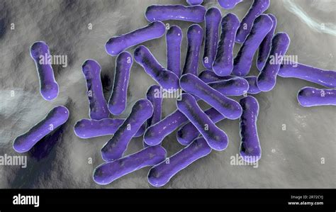 Corynebacterium Diphtheriae Computer Illustration C Diphtheriae Is A