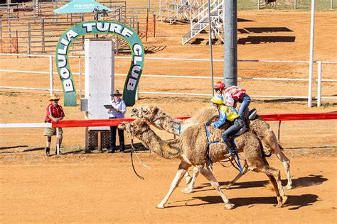 Boulia Camel Races On The Home Stretch To July Boulia Camel Races