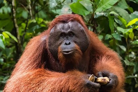 How Strong Are Orangutans Strength Compared