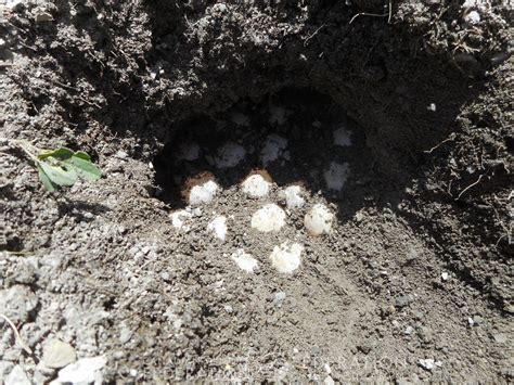 Uncovering Snapping Turtle Nest Your Connection To Wildlife
