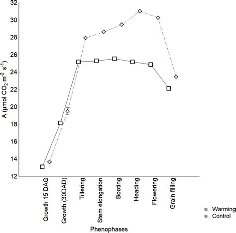 Initial Response Of Phenology And Yield Components Of Wheat Triticum