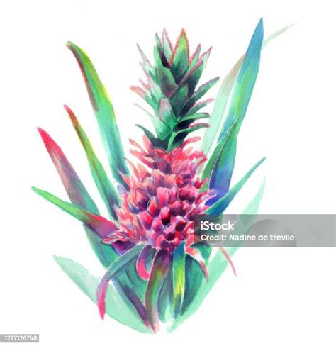 흰색 배경에 격리 된 수채화 핑크 파인애플 아나나스 핑크 파인애플 꽃 손으로 그린 수채화 일러스트 디자인과 책을 위한 식물 도면 0명에 대한 스톡 벡터 아트 및 기타 이미지