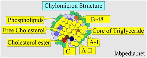 Lipoprotein Part 4 Chylomicron