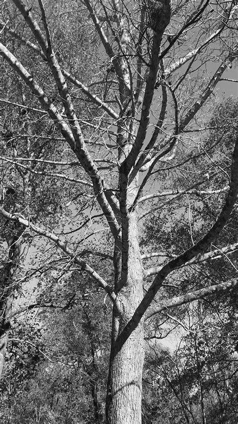 Standing Tall Rphotography23