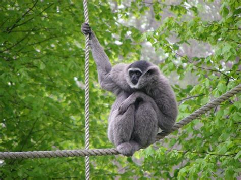Silvery Gibbon Hylobates Moloch Facts Habitat And Pictures