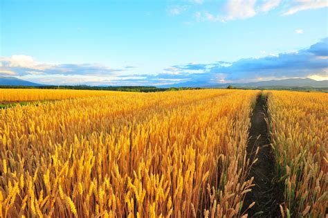 40 000 Fields Surveyed HSAT