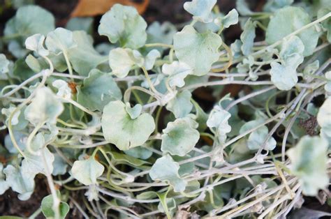 Dichondra Plant Care And Growing Guide