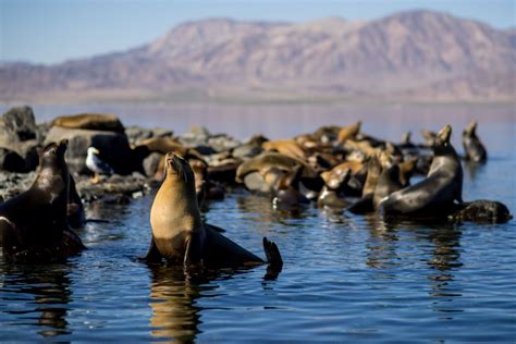 Islas Para Explorar San Felipe Baja California Escapadas Por México Desconocido