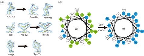 Alpha Helix Linus Pauling