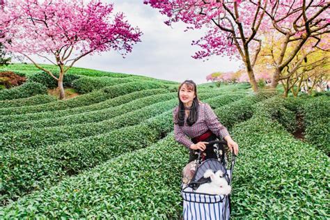 Yongfu Cherry Blossom Garden Stock Image Image Of Pink Beautiful