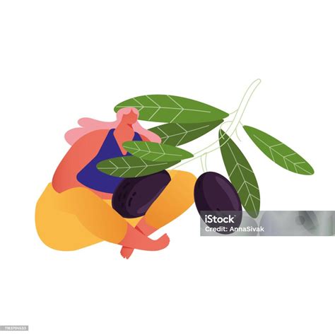 잘 익은 올리브와 여성 농부 는 가지를 개최 정원에서 정원사 캐릭터 수확 생태 건강 식물성 기름 농장 생산 과수원 수확 계절 작업 만화 평면 벡터 일러스트 대형에 대한 스톡