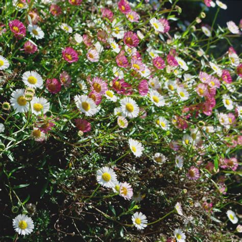 Plants Of Mexican Fleabane Erigeron Karvinskianus Profusion To
