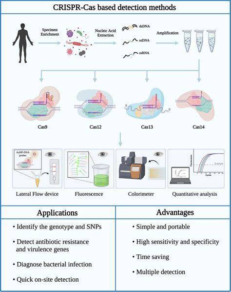 steps applications and advantages of bacterial detection methods