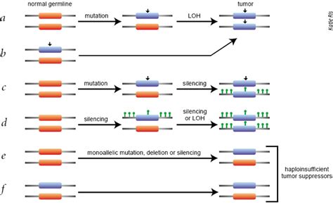 Loss Of Tumor Suppressor Gene Function In Cancer Learn Science At Scitable
