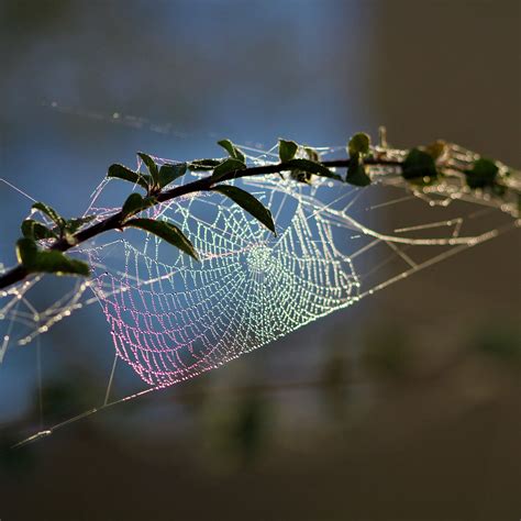 Download Wallpaper 2780x2780 Cobweb Branch Blur Macro Ipad Air Ipad