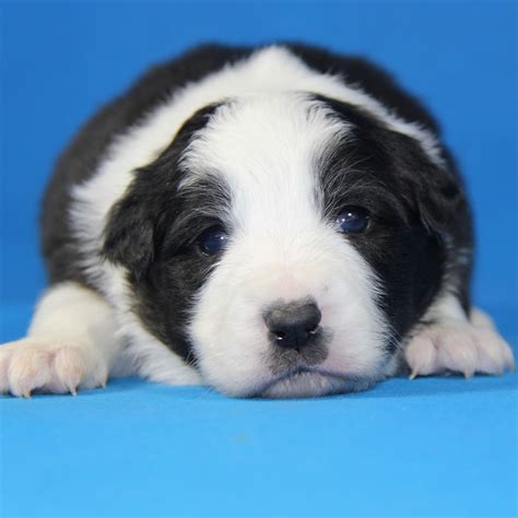 边牧鼠标宋亚轩边牧鼠标第10页大山谷图库