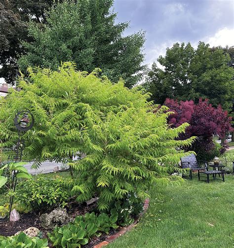 Discover The Tiger Eye Sumac Tree Natures Hidden Gem