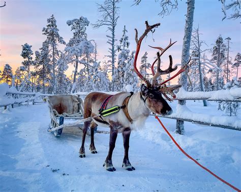 Explore The Magic Of Finnish Lapland Ultimate Travel Guide