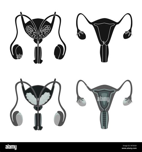 Vector Vectors Stock Vector Image Art Alamy