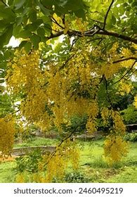 77 838 Golden Shower Tree Plants Flower Royalty Free Images Stock