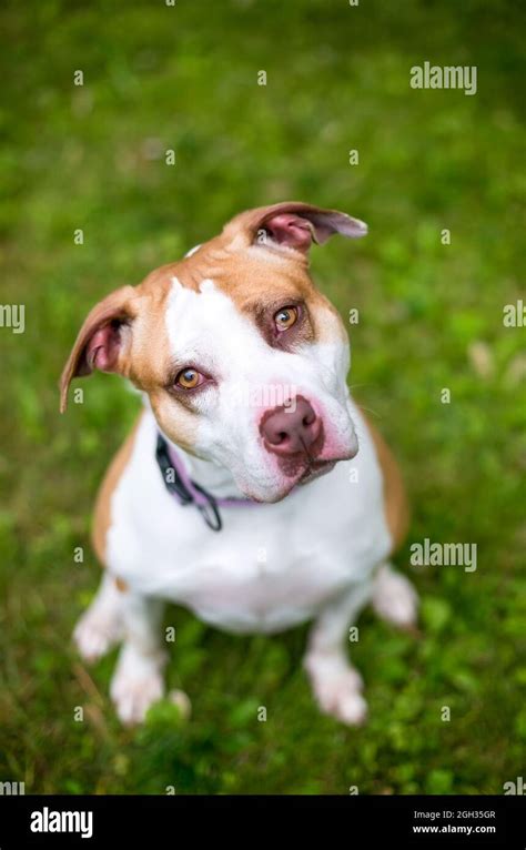 Red Nose Pitbull Mixed With Bullmastiff