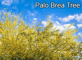 Tree Of The Month Palo Brea Tree Rosie On The House