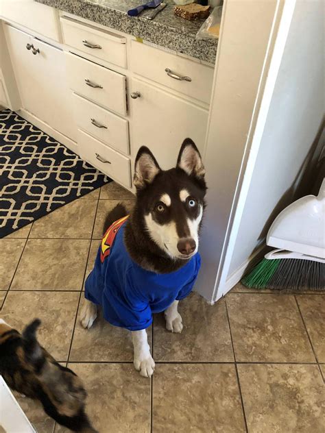 Blue Wants To Say Hi To Rhusky Husky
