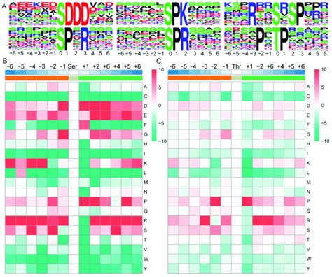 Analysis Of Sequence Motifs Related To Phosphorylation Sites A The Download Scientific