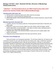Bacterial Cell Size And Morphology Lab Instructions And Course Hero