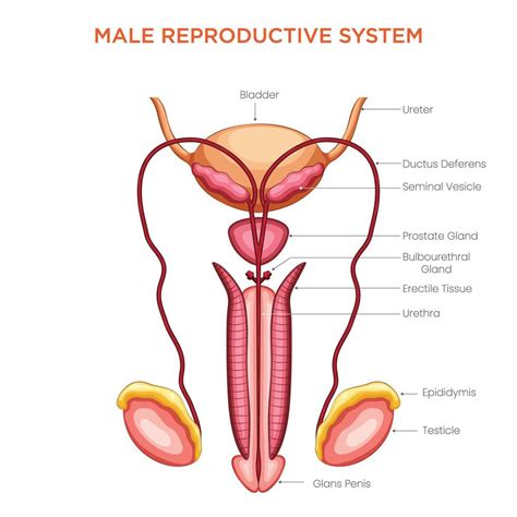 Overview Of The Male Reproductive System Structure Function And Key Organs 51683475 Vector Art