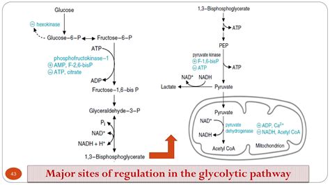 Diegestion Absorption Of Cho And Hexose Sugar Metabolism Pdf