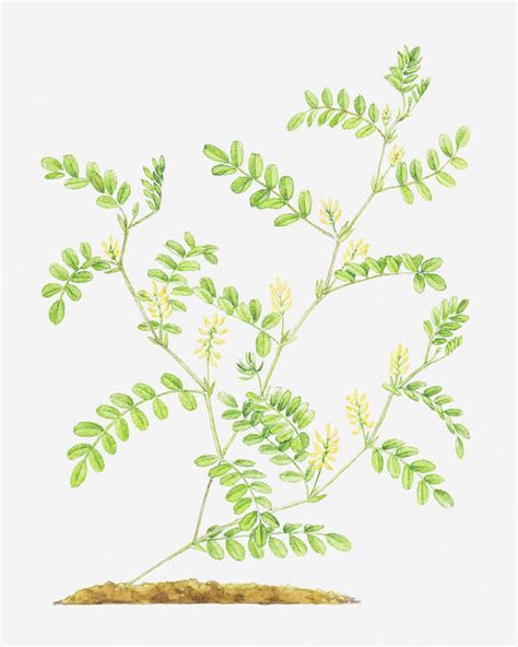 Illustration Of Astragalus Glycyphyllos Wild Liquorice Poster By