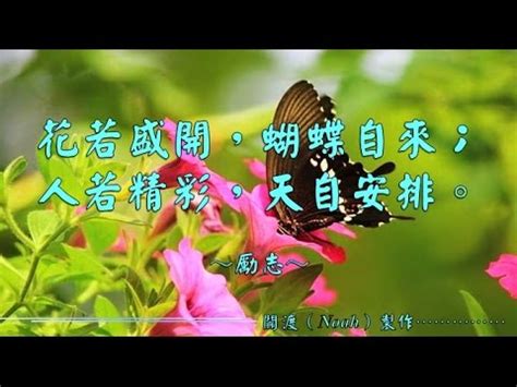 花若盛開蝴蝶自來人若精彩 天自安排 YouTube